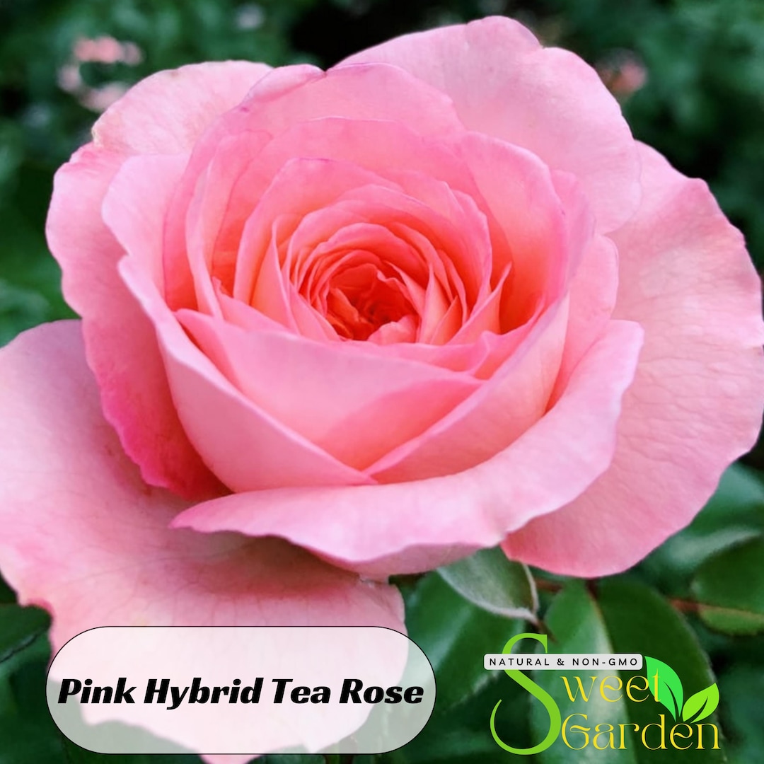 Pink Hybrid Tea Rose Rose Seeds - Perennial - Authentic Seeds - Flowers ...
