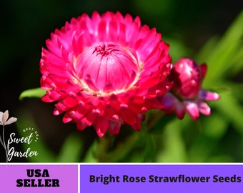 10 Rare Seeds Peony Secret Gold Seeds-perennial authentic Seeds-flowers ...