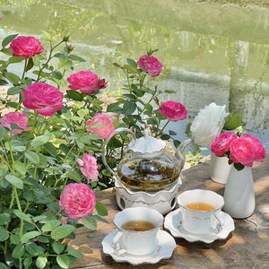 Tatami Room Rose Seeds Perennial Authentic Seeds Flowers Easy to Grow ...