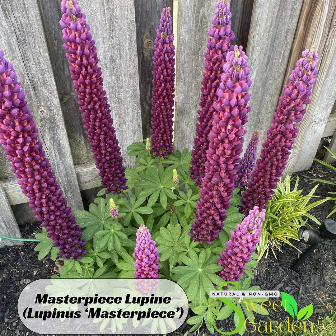 Masterpiece Lupine (lupinus ‘masterpiece’) Seeds- Lupinus - Bluebonnet ...