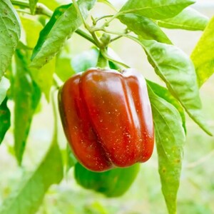 Sweet Big Red Pepper Seeds - Sweet - Big Red -perennial-authentic Seeds ...