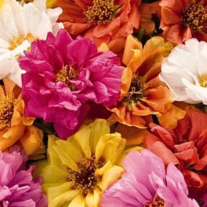 Portulaca Grandiflora 'sundial Series' Seeds - Moss Rose Seeds ...