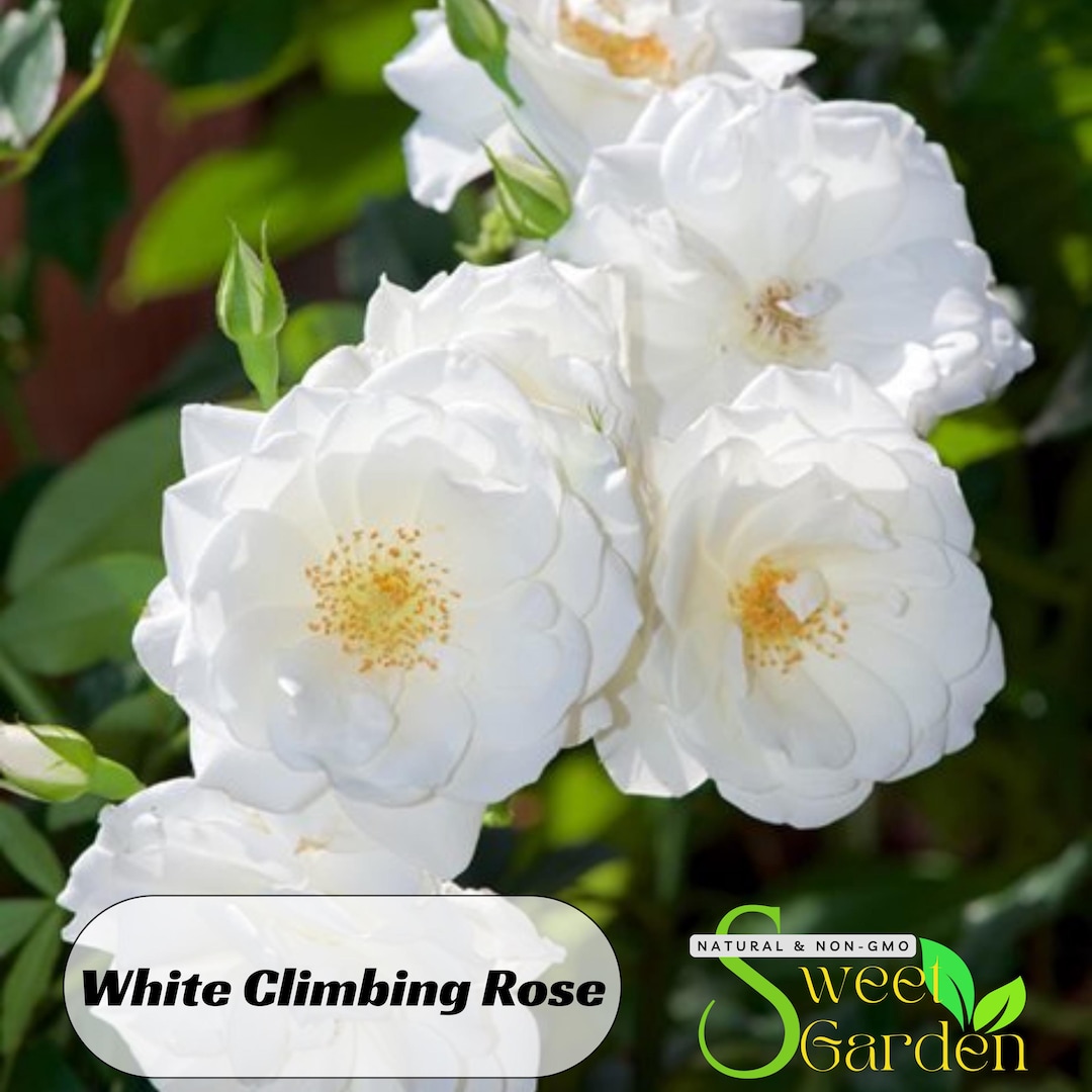 White Climbing Rose Seeds - Perennial - Authentic Seeds - Flowers ...