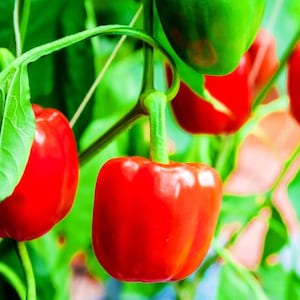 Sweet Big Red Pepper Seeds - Sweet - Big Red -perennial-authentic Seeds ...