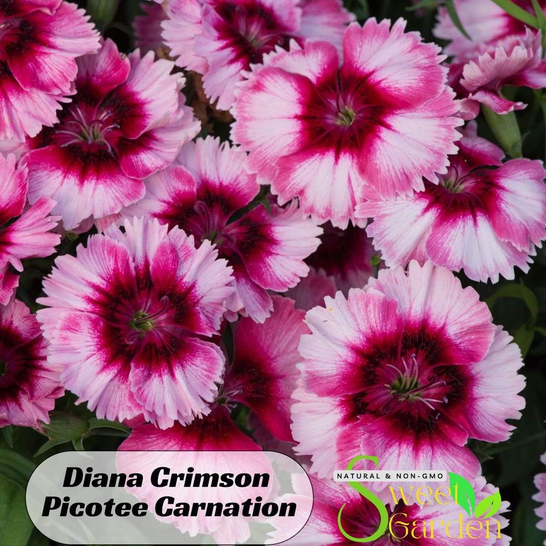 30s|chabaud Benigna Carnations - Authentic Seeds - Dianthus ...