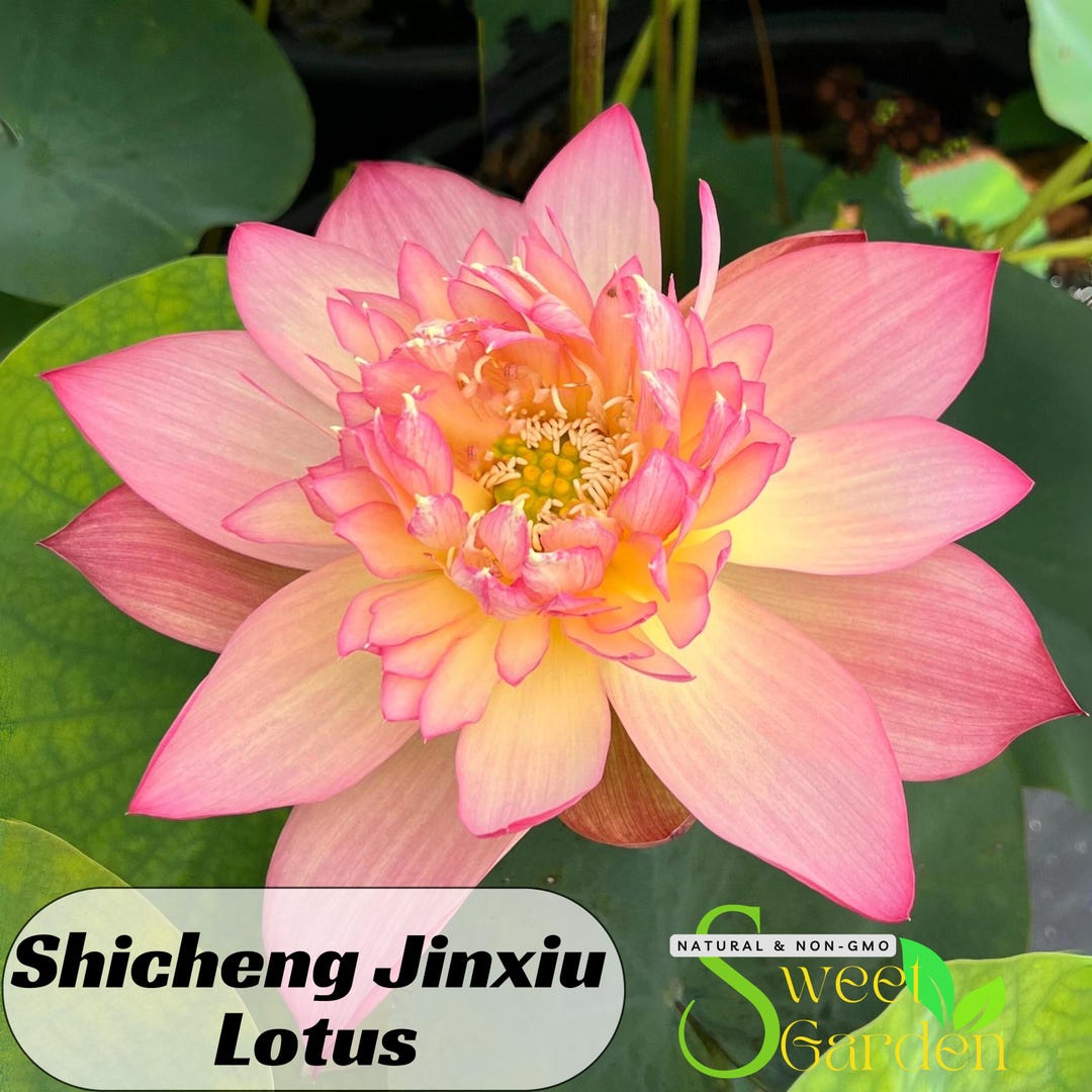 5+ Rare Seeds| Shicheng Jinxiu Lotus Seeds - Indian Lotus (nelumbo ...