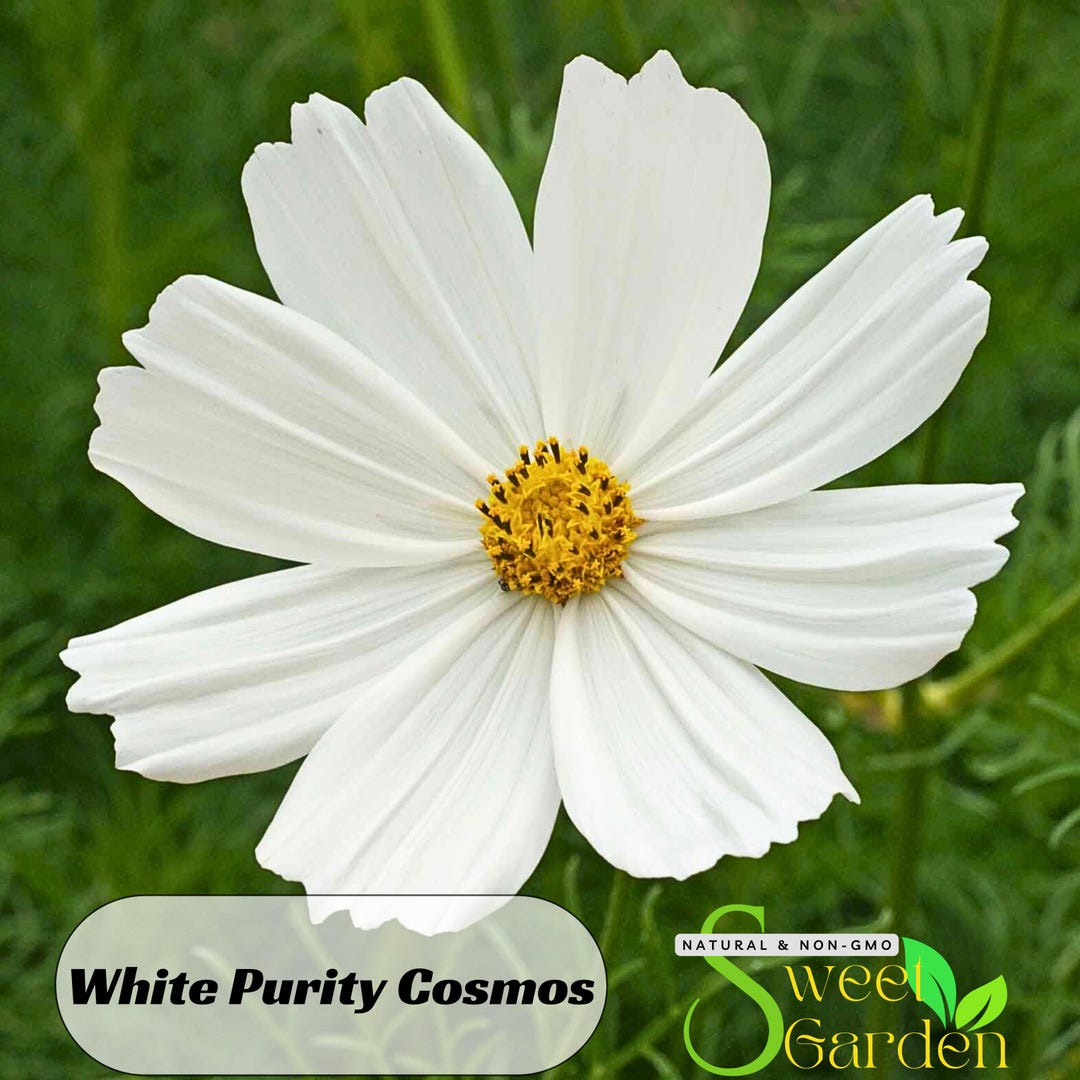 50s|white Purity Cosmos Seeds - Annual - Authentic Seeds - Easy Care ...
