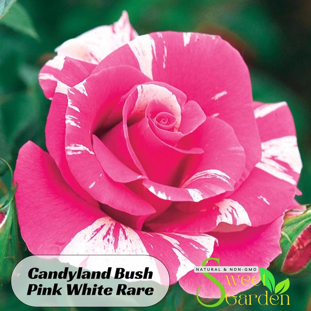 Candyland Bush Pink White Rare Rose - Perennial - Authentic Seeds ...
