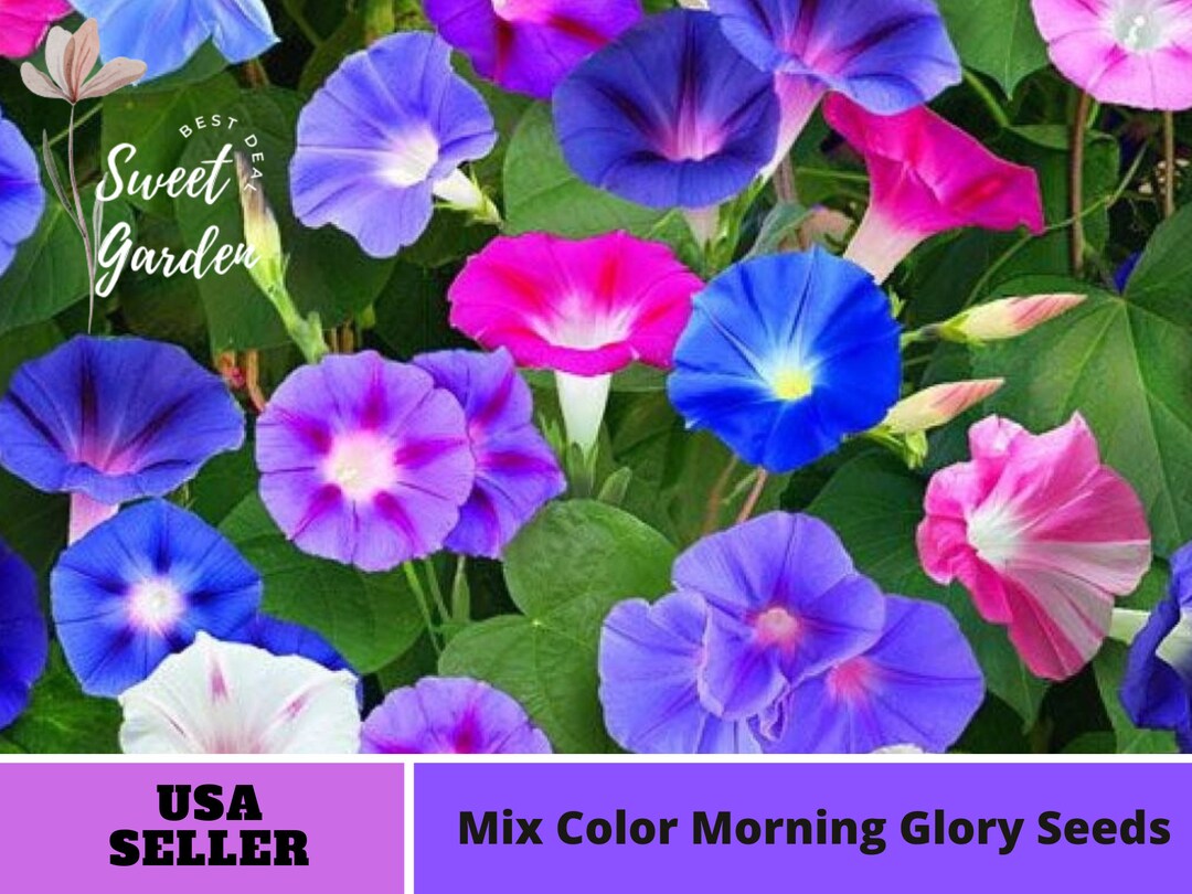 Mix Color Morning Glory Flower Seeds F005 authentic Seeds, GMO Free ...