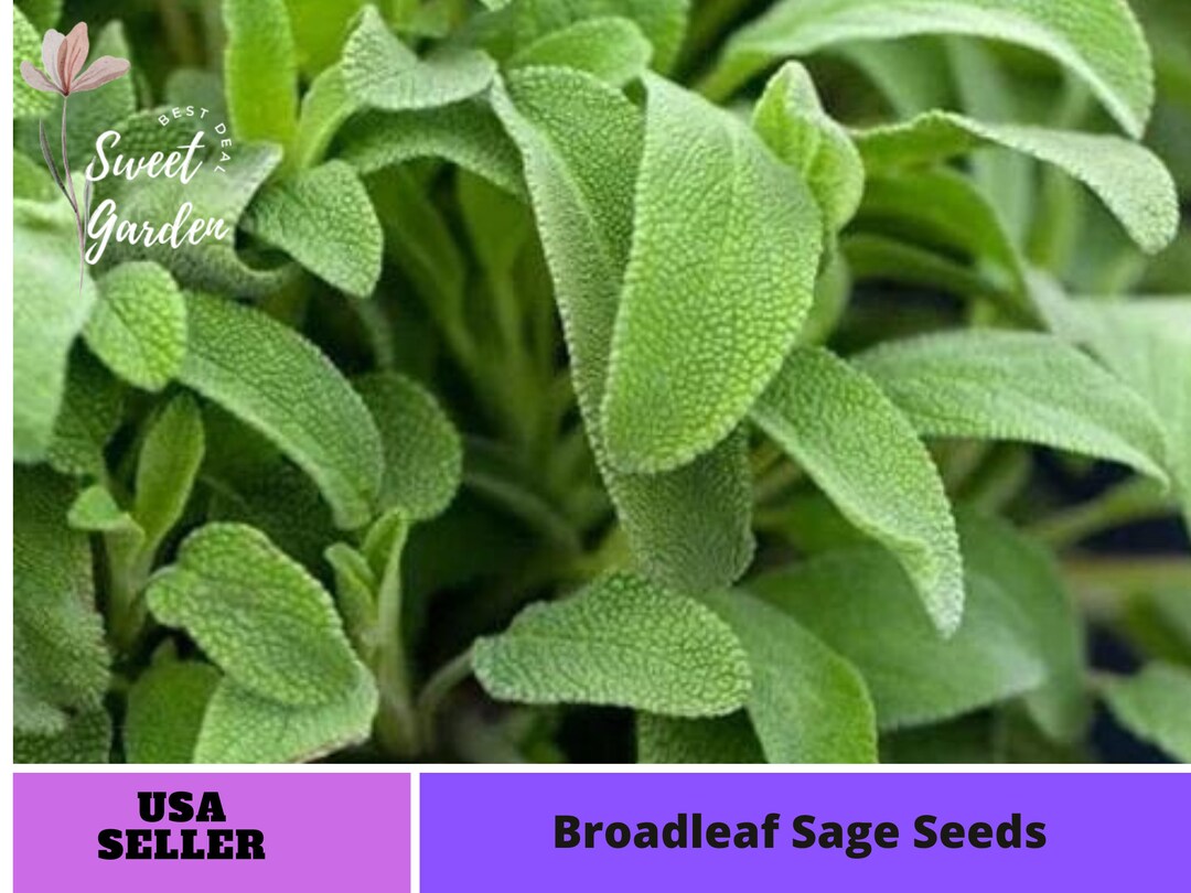 40 Seeds Broadleaf Sage Seeds-perennial authentic Seeds-flowers organic ...