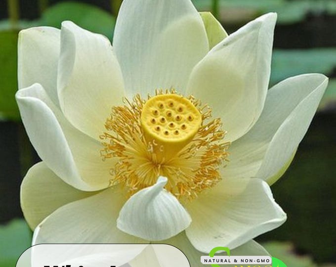 5 Rare Seeds| Snow White Lotus Seeds- Micro/ Tea Cup Lotus - Indian ...
