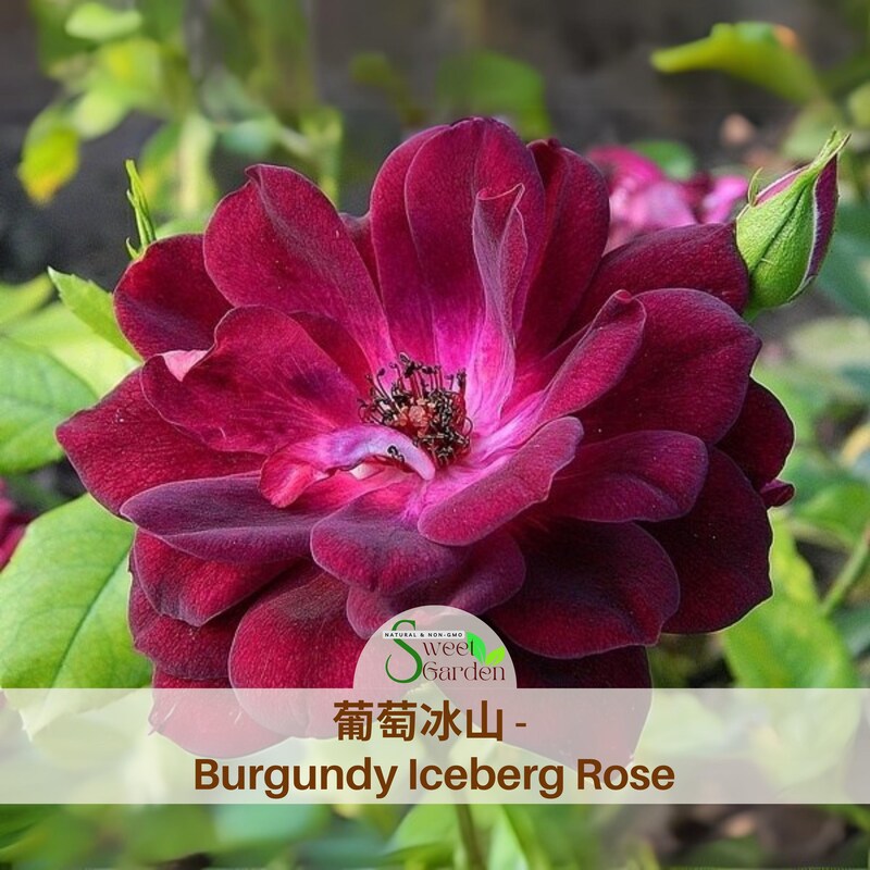 Iceberg Flower - Etsy