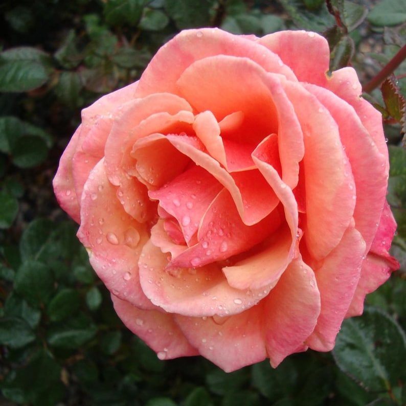 Anna's Promise Grandiflora Rose Seeds - Authentic Perennial Flower ...