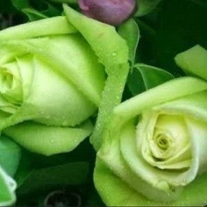 Bright Green Rose Seeds Perennial Authentic Seeds Flowers Easy to Grow ...