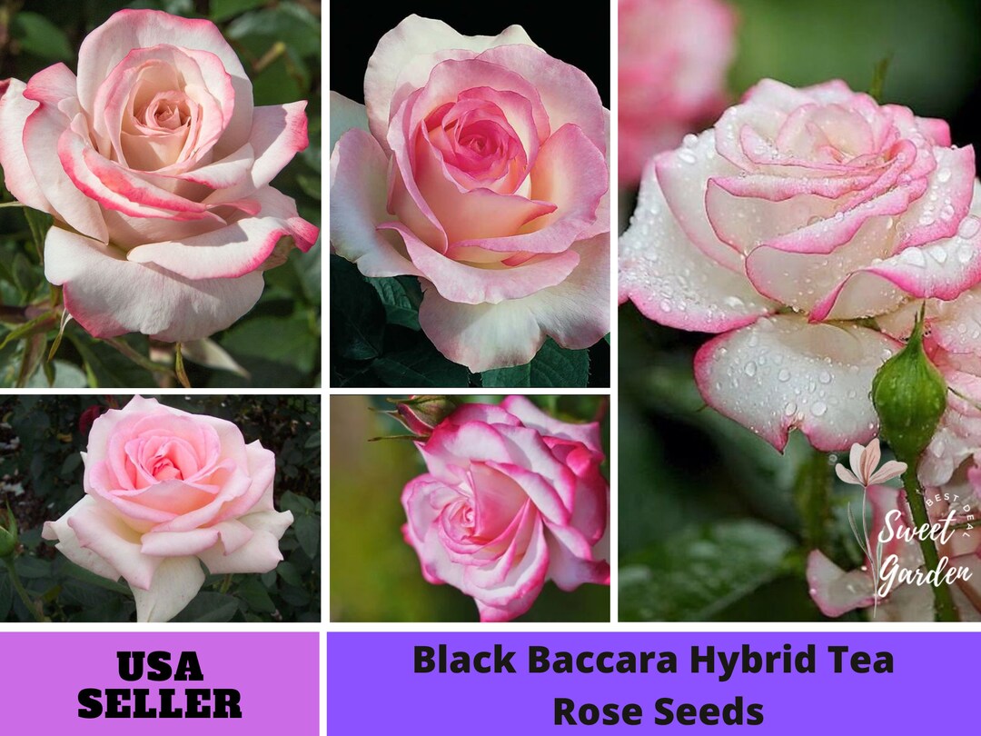 White Pink Rose Seeds Perennial Authentic Seeds Flowers Easy to Grow ...
