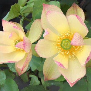 5 Rare Seeds Sunrise Brocade Lotus Seeds Indian Lotus nelumbo Nucifera ...