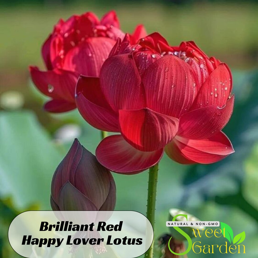 5+ Rare Seeds| Brilliant Red Happy Lover Lotus Seeds - Indian Lotus ...