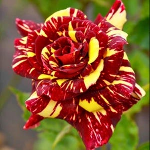 Muti- Color Mix Rose Seeds - Perennial -authentic Seeds-flowers -. Non ...