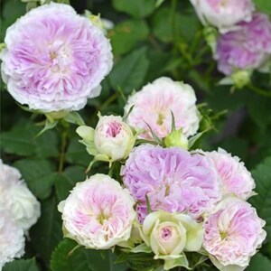 Blue Moonstone Rose Seeds Perennial Authentic Seeds Flowers Easy to ...