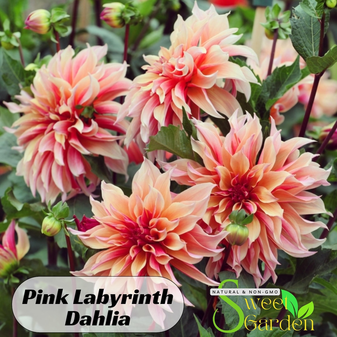 Labyrinth Perennial Dahlia Seeds - Perennial - Clumping - Dahlia ...