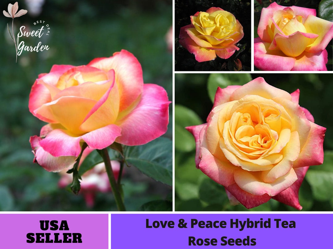 Love & Peace Rose Seeds Perennial Authentic Seeds Flowers Easy to Grow ...
