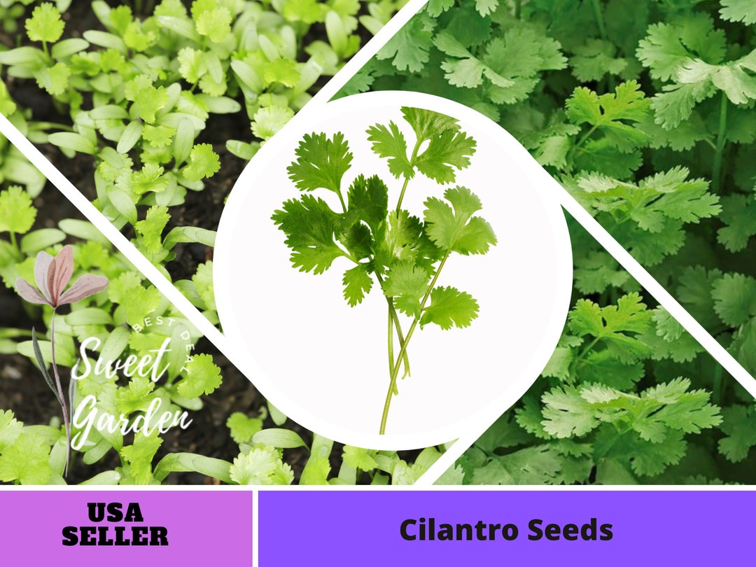 110 Seeds Cilantro Seeds-perennial authentic Seeds-flowers organic. Non ...