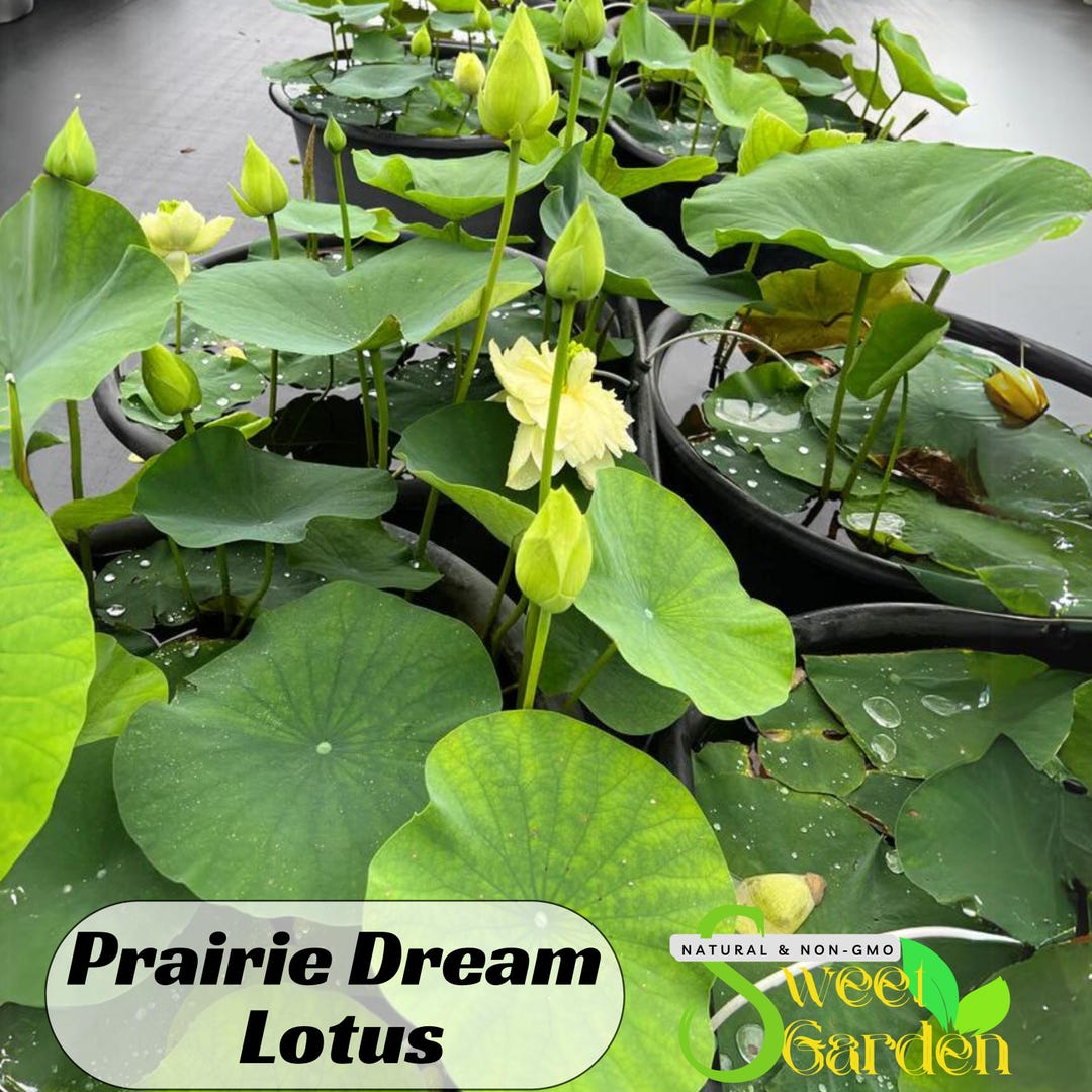 5+ Rare Seeds| Prairie Dream Lotus Seeds - Indian Lotus (nelumbo ...