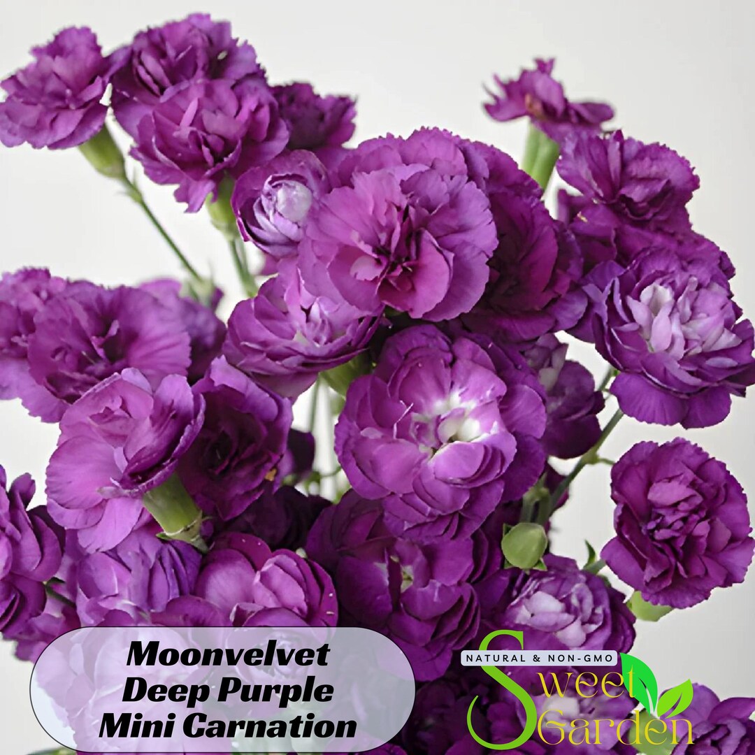 Moonberry Light Purple Mini Carnation - Authentic Seeds - Dianthus ...