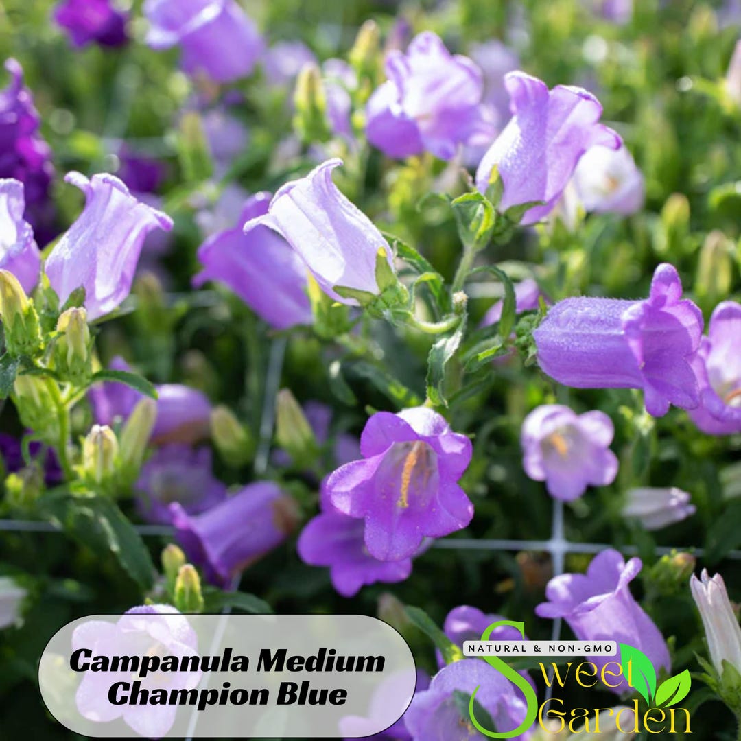Campanula Medium Champion Blue Seeds - Canterbury Bells Seeds-authentic ...