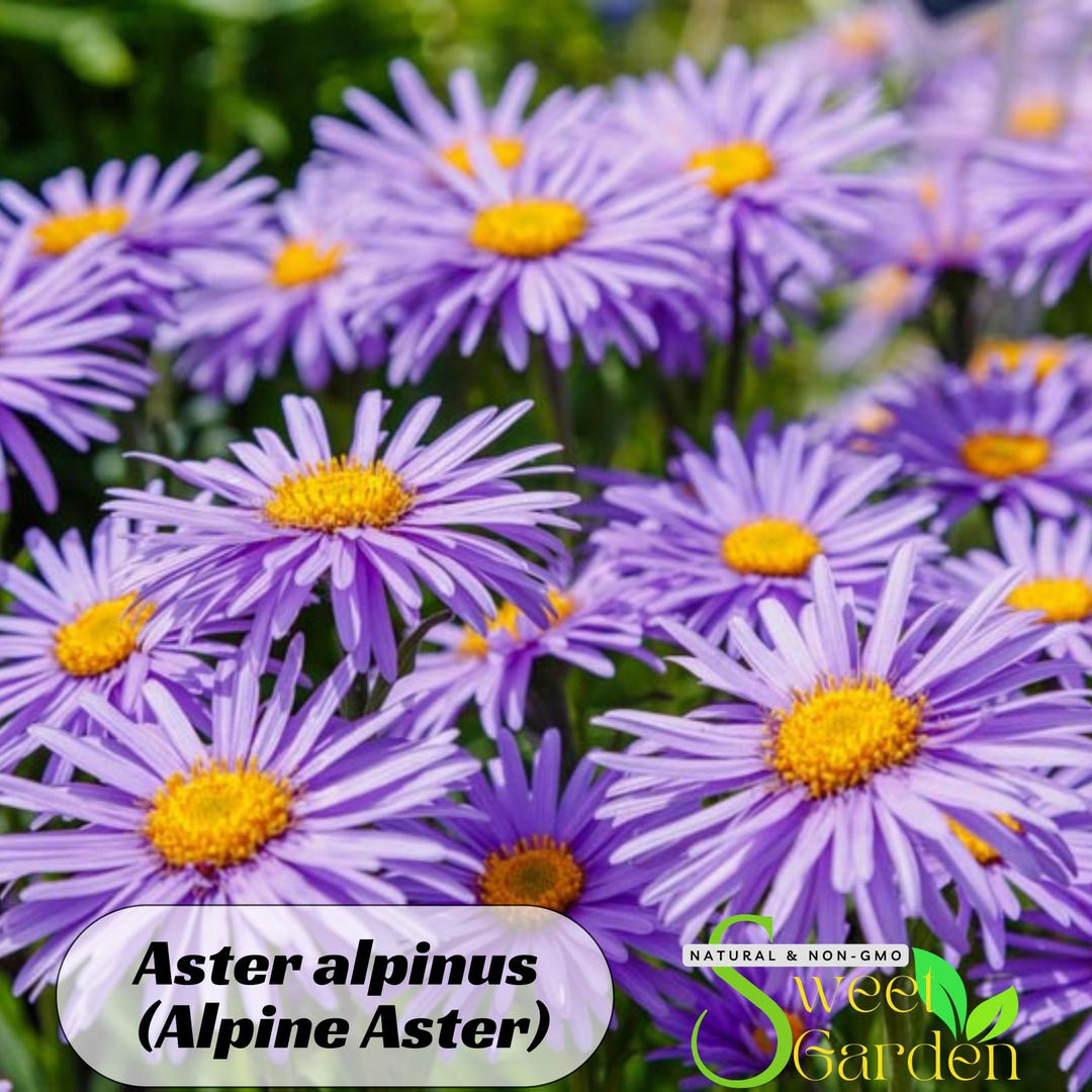 Aster Alpinus (alpine Aster)- Perennial -authentic Seeds -vegetable Seeds-mix Seeds for Plant ...