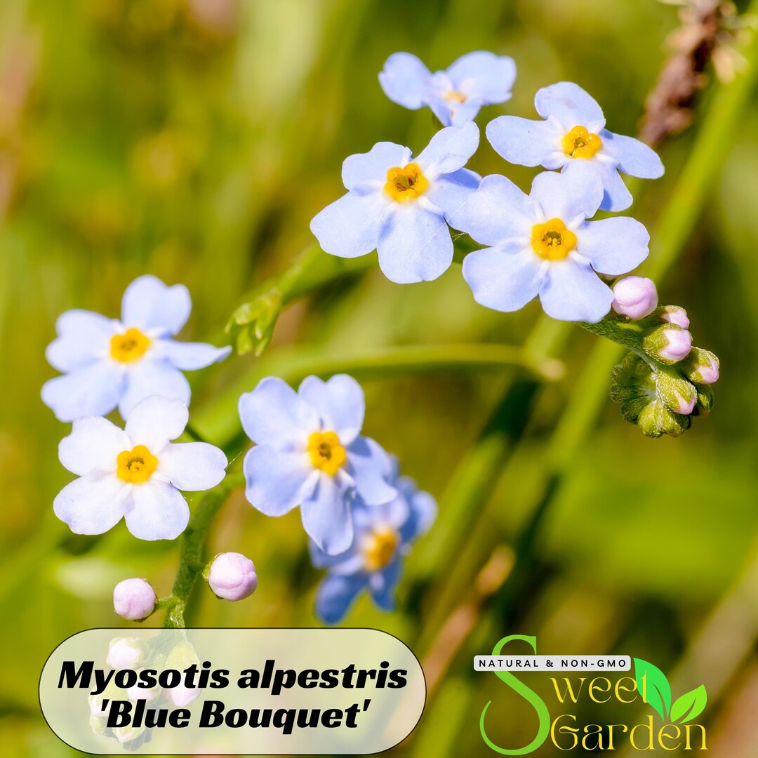 Myosotis Alpestris 'blue Bouquet' Seeds - Lupinus - Bluebonnet ...