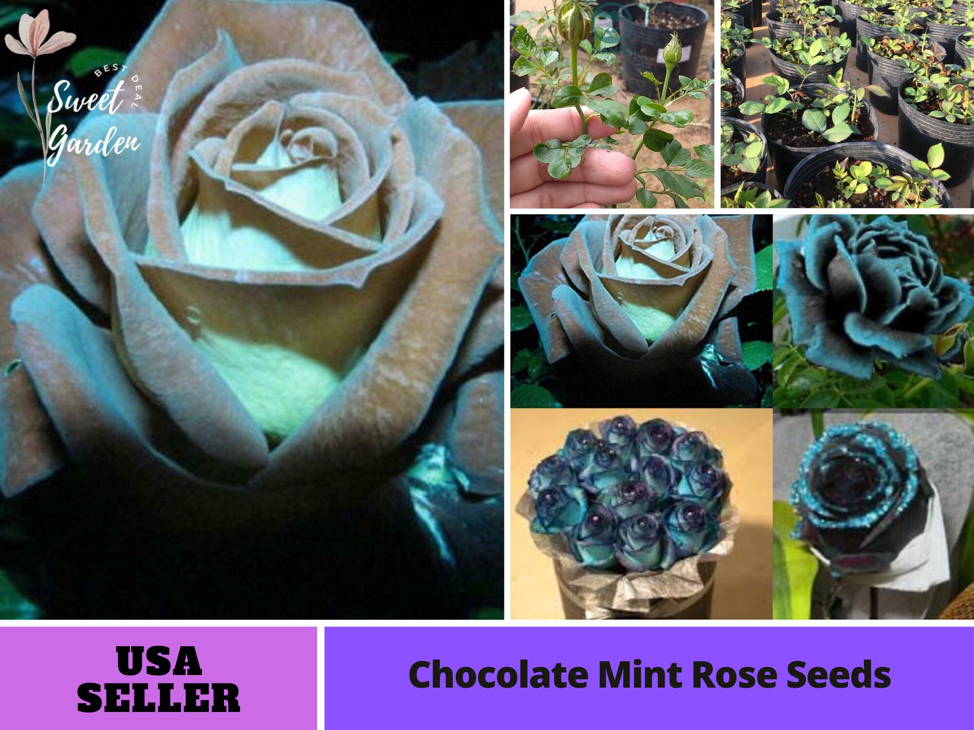 Osiria Roses Order Online