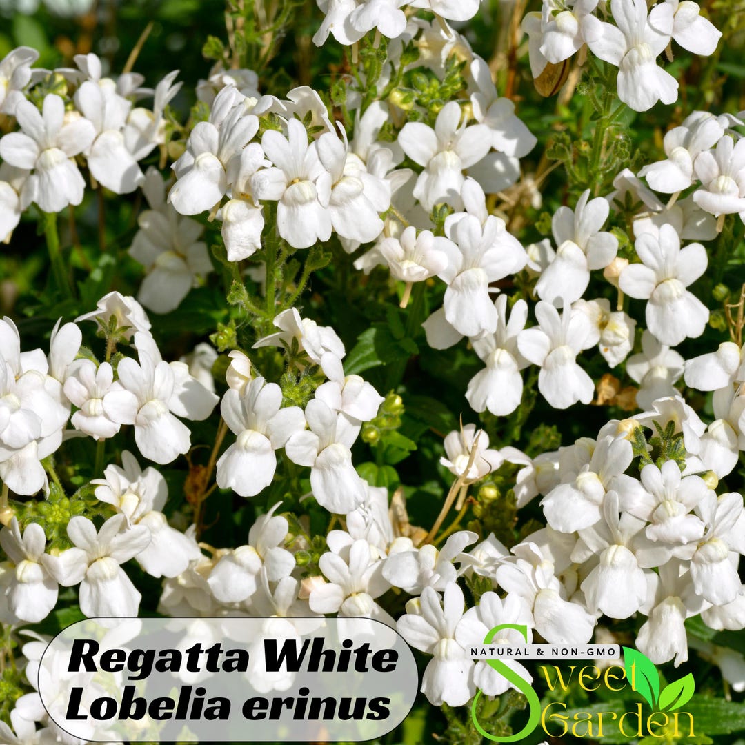 Regatta White Lobelia Erinus Seeds- Flowering-fast Growing- Open ...