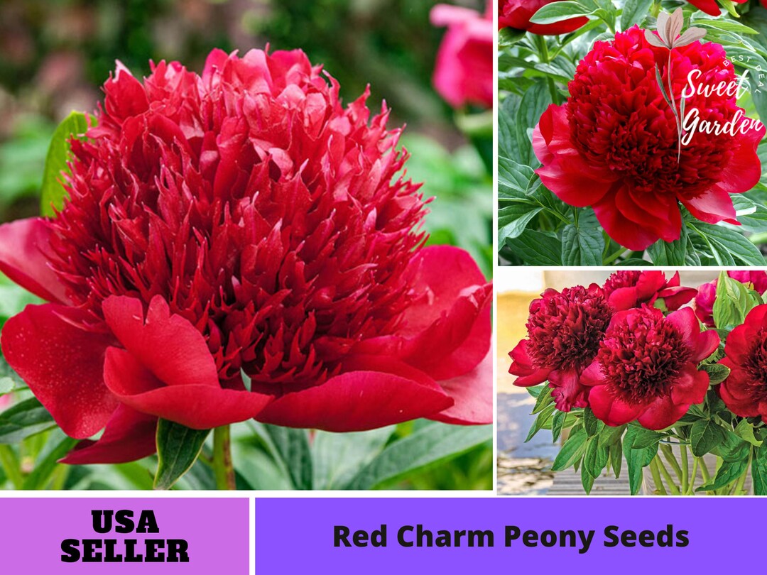 100+ Seeds For Garden Planting Perennial Garden Seeds 10-Piece Mixed ...