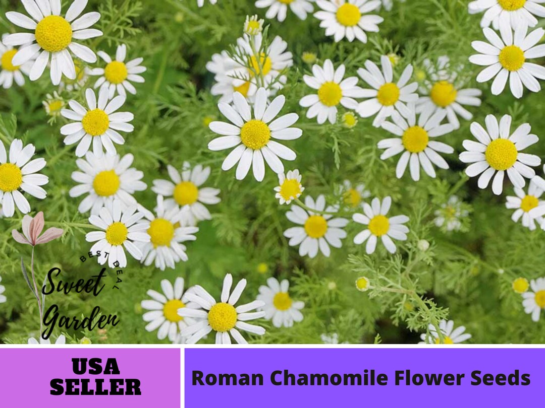 110 Seeds Roman Chamomile Seeds perennial authentic Seeds-flowers ...