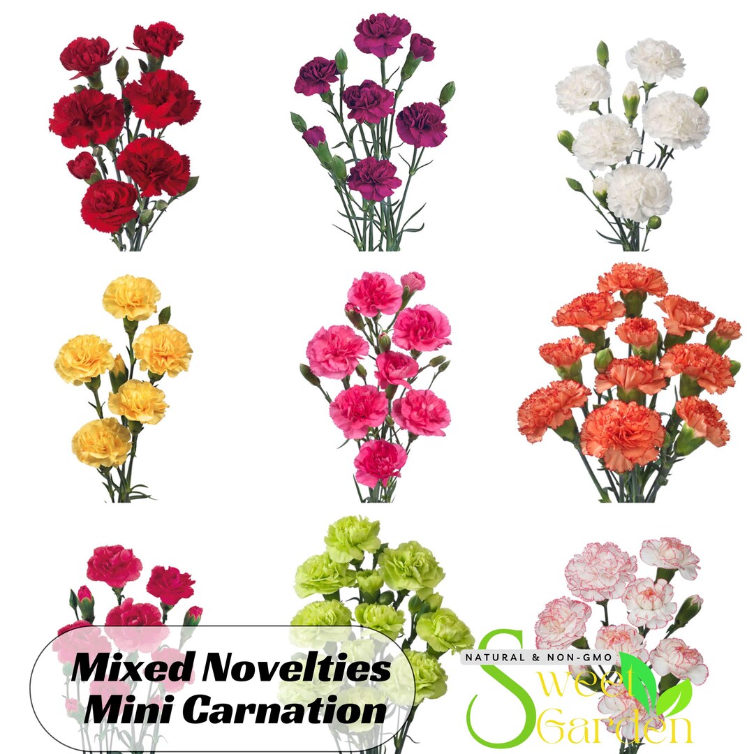 Mixed Mini Carnations - Authentic Seeds - Dianthus Caryophyllus ...
