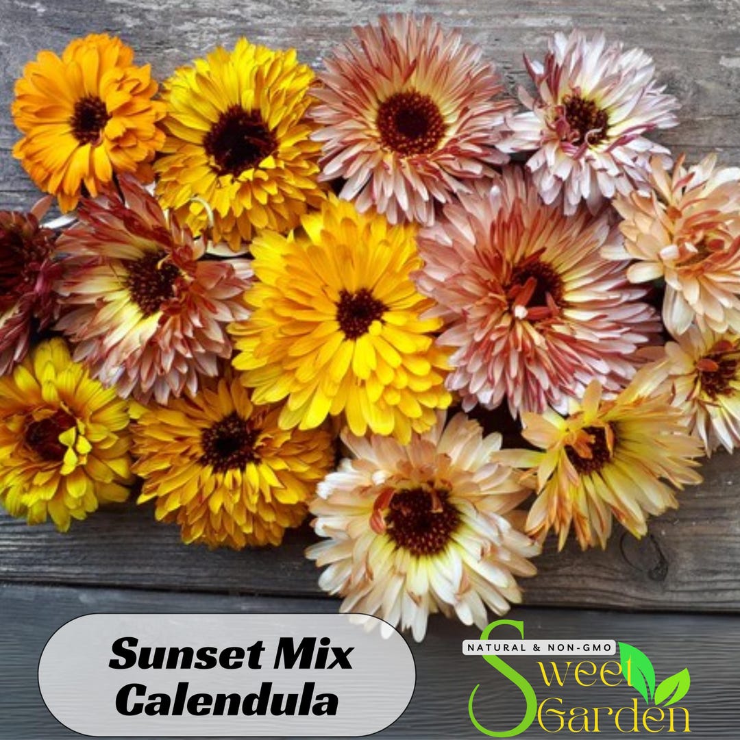 Sunset Mix Calendula Seeds - Annual - Easy to Grow - Calendula Flowers ...