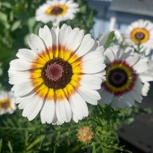 Painted Daisy Seeds - Perennial - Authentic Seeds - Daisy Flowers ...