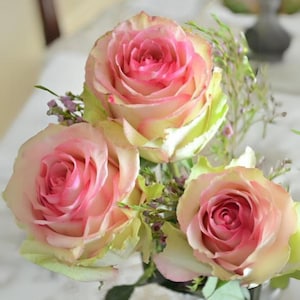 Dancing Queen Rose Seeds – Authentic Perennial Climbing Flowers - Etsy