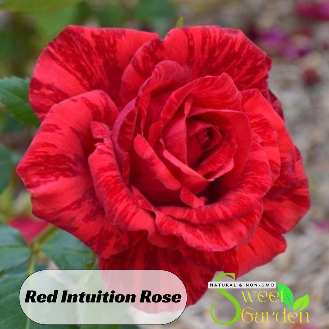 Red Intuition Rose Seeds - Perennial - Authentic Seeds - Flowers - Easy ...