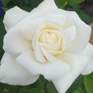 Sugar Moon Rose Bush Flower Seeds - Perennial - Authentic Seeds ...