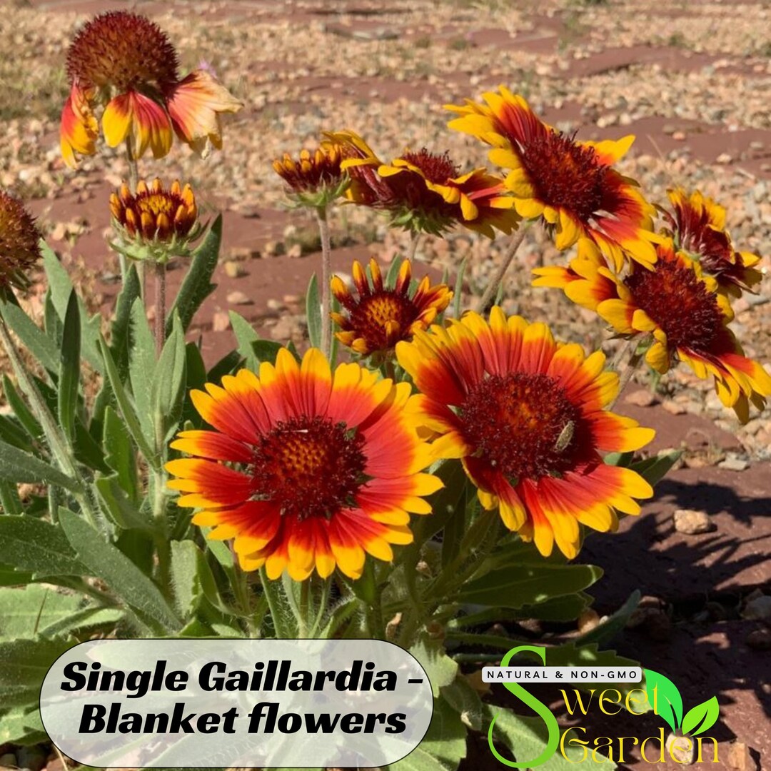 Gaillardia X Grandiflora Sunset Popsy Perennial Authentic Seeds