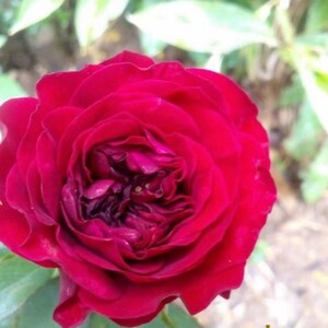 Monalisa Rose Seeds - Perennial - Authentic Seeds - Flowers - Easy to ...