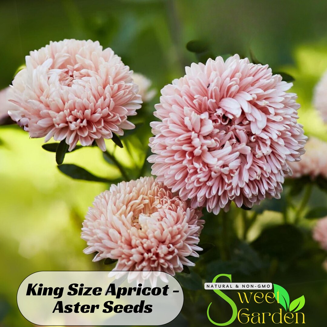 King Size Apricot - Aster Seeds - Perennial -authentic Seeds -vegetable ...