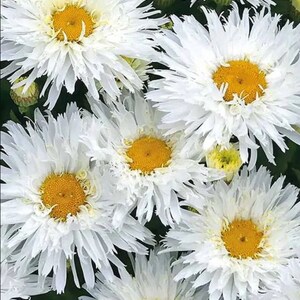 Crazy Daisy (ox Eye) Seeds - Perennial - Authentic Seeds - Daisy Flowers - Asteraceae - Daisy ...