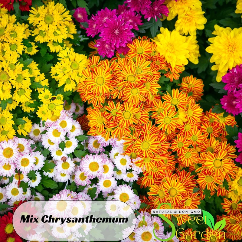 Mum Seeds - Etsy