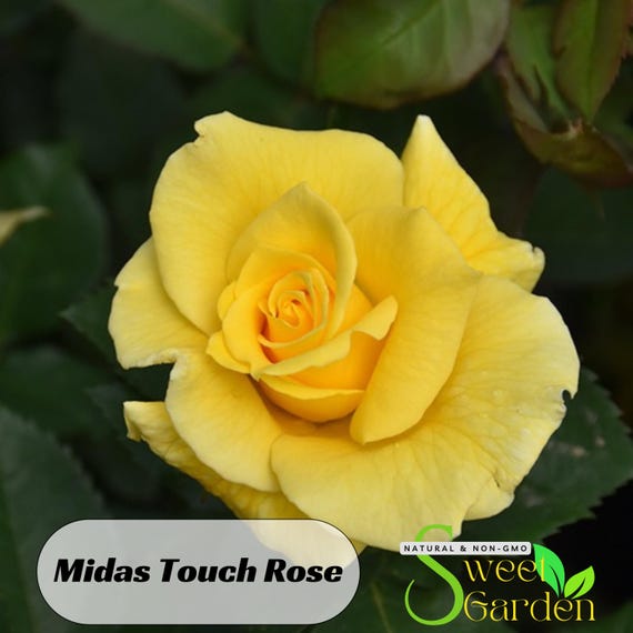 Midas Touch Rose 3 Of My Newly Planted Roses. Midas Touch, Josephs