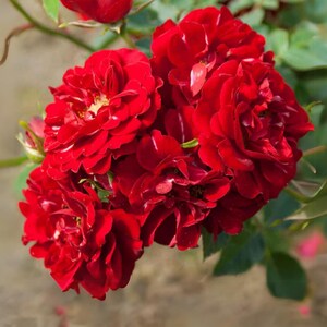 Red Fairy Rose Seeds - Perennial - Authentic Seeds - Flowers - Easy to ...