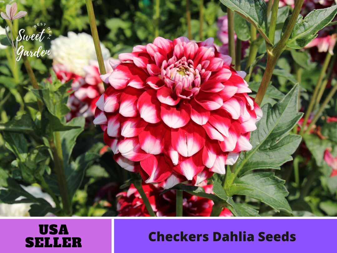 Checkers Dahlia Seeds perennial authentic Seeds-flowers - Etsy