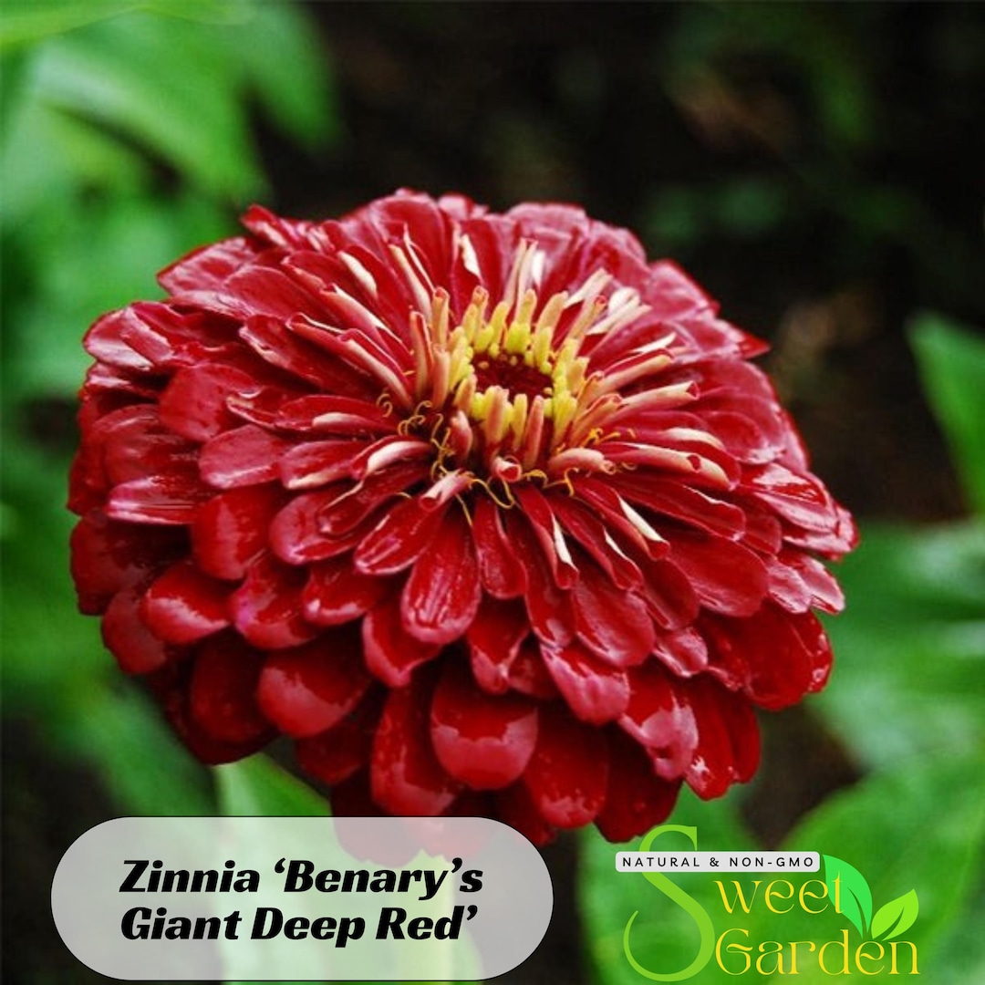 Zinnia ‘benary’s Giant Deep Red’ - Zinnia Elegans Seeds - Authentic ...
